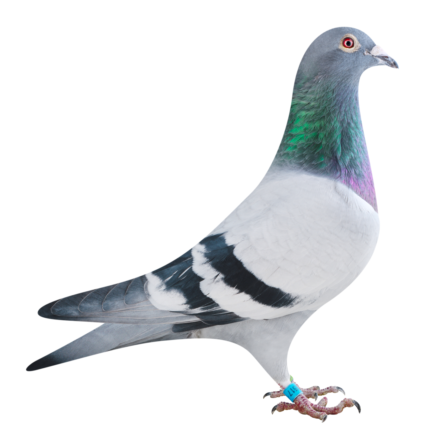 Top pigeons Archives ‹ Pigeons Loobuyck